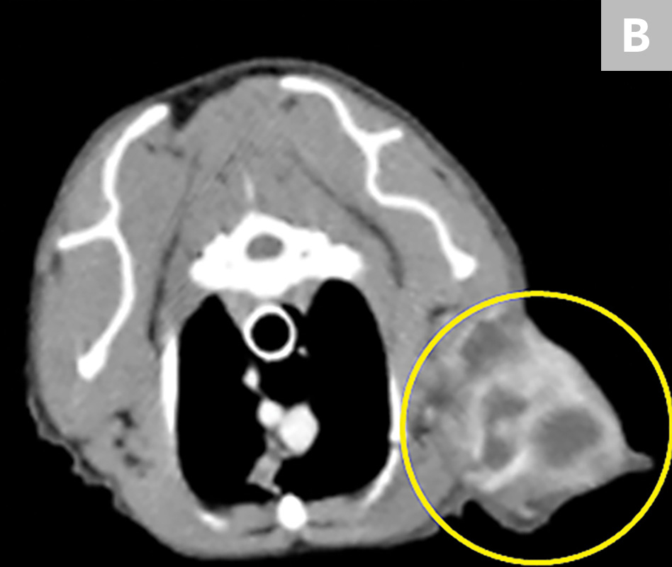 Feline Injection-Site Sarcoma Assessment | Clinician's Brief