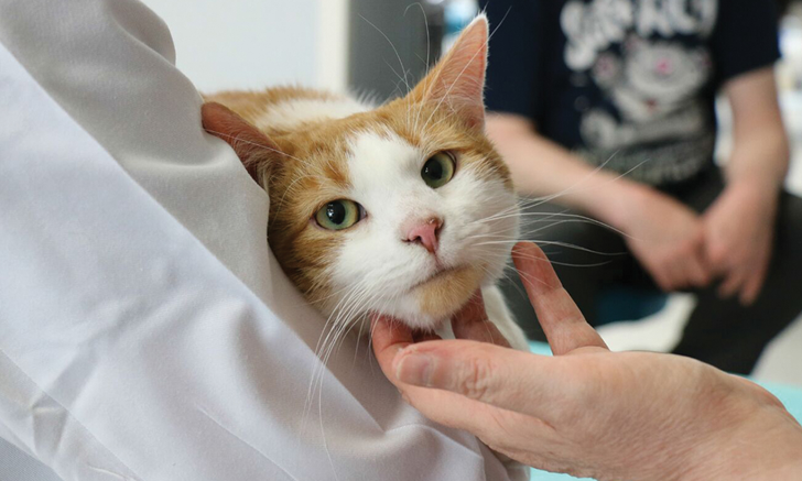 Feline Injection-Site Sarcoma Assessment | Clinician's Brief