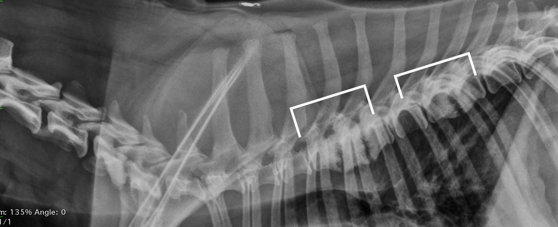 Quiz: Re-Emerging Infectious Diseases in Dogs | Clinician's Brief