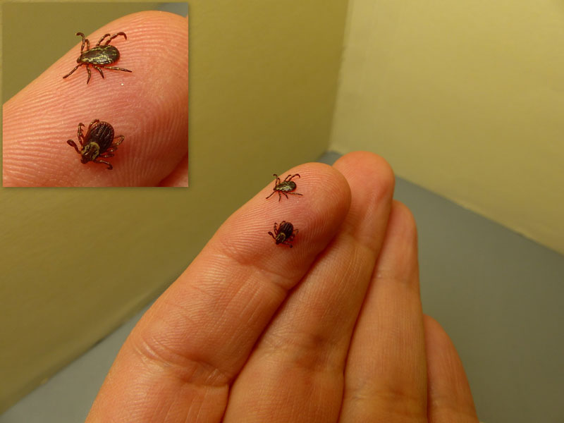 Image Gallery: Ticks of the Northeastern United States | Clinician's Brief