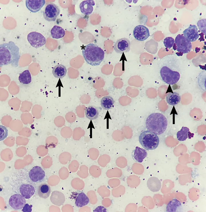 Top 5 Causes of Splenomegaly in Dogs | Clinician's Brief