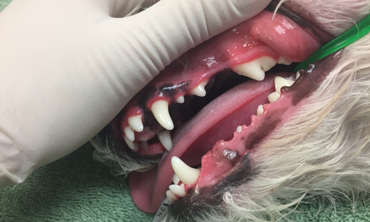 Unerupted Teeth in Dogs & Cats | Clinician's Brief