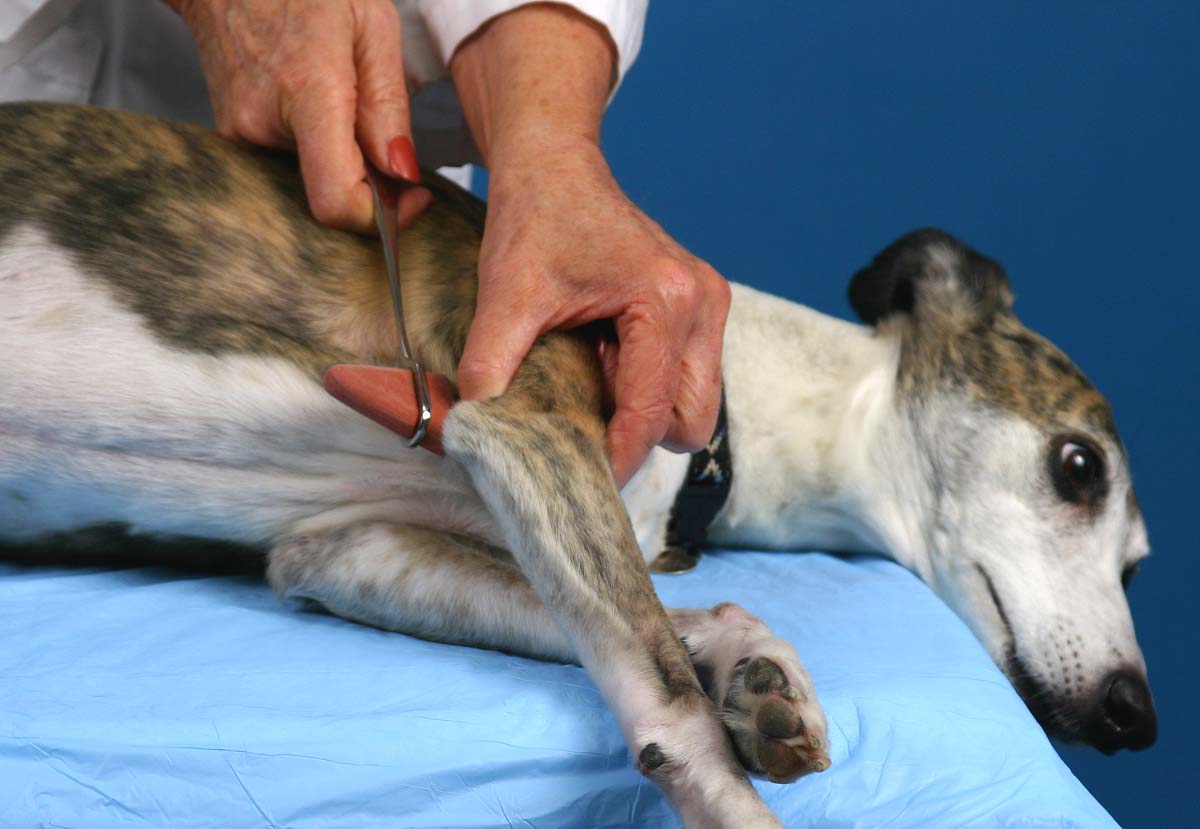 Step-by-Step: The Neurologic Examination | Clinician's Brief