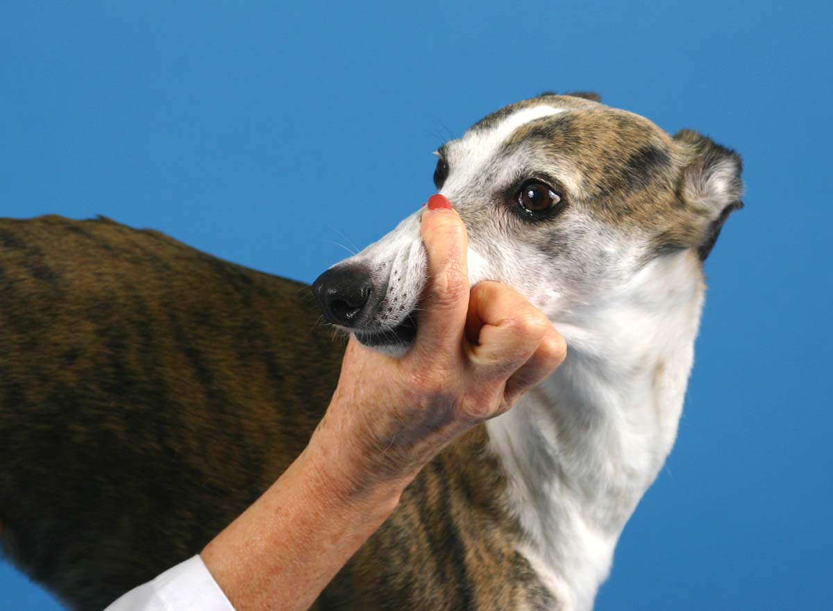 Step-by-Step: The Neurologic Examination | Clinician's Brief