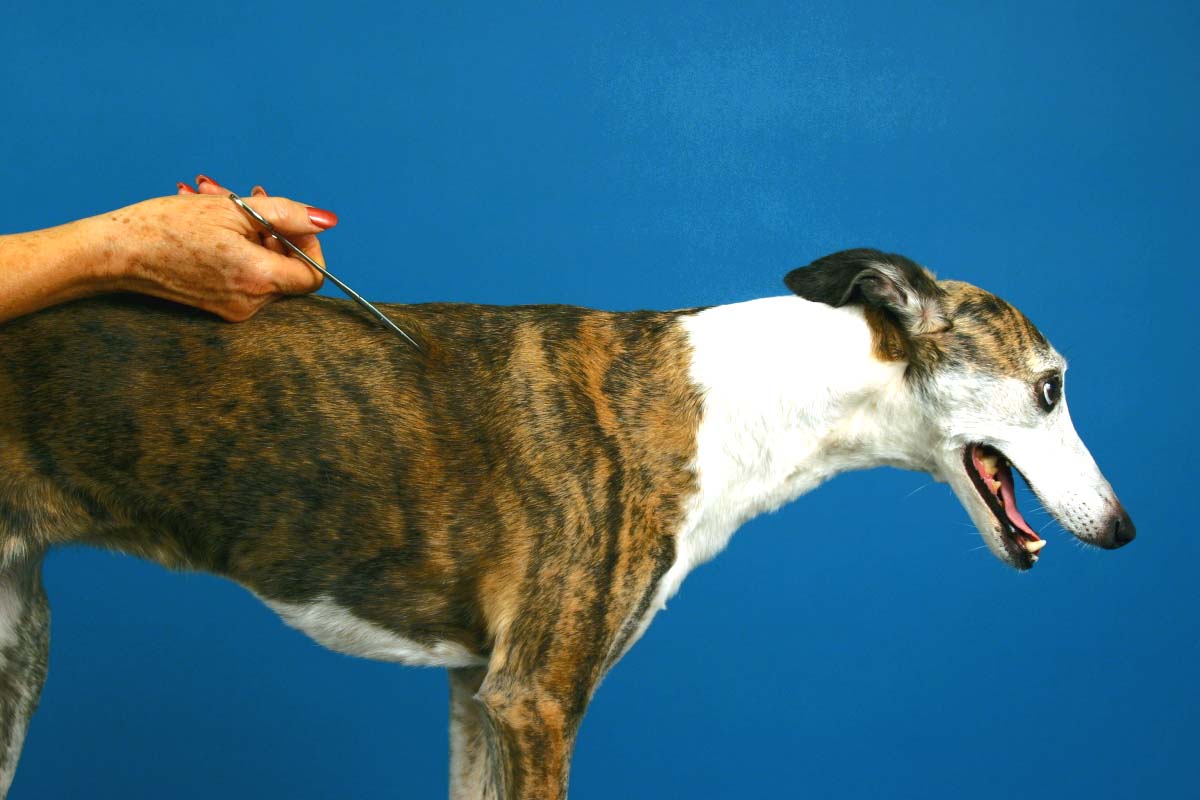 Step-by-Step: The Neurologic Examination | Clinician's Brief