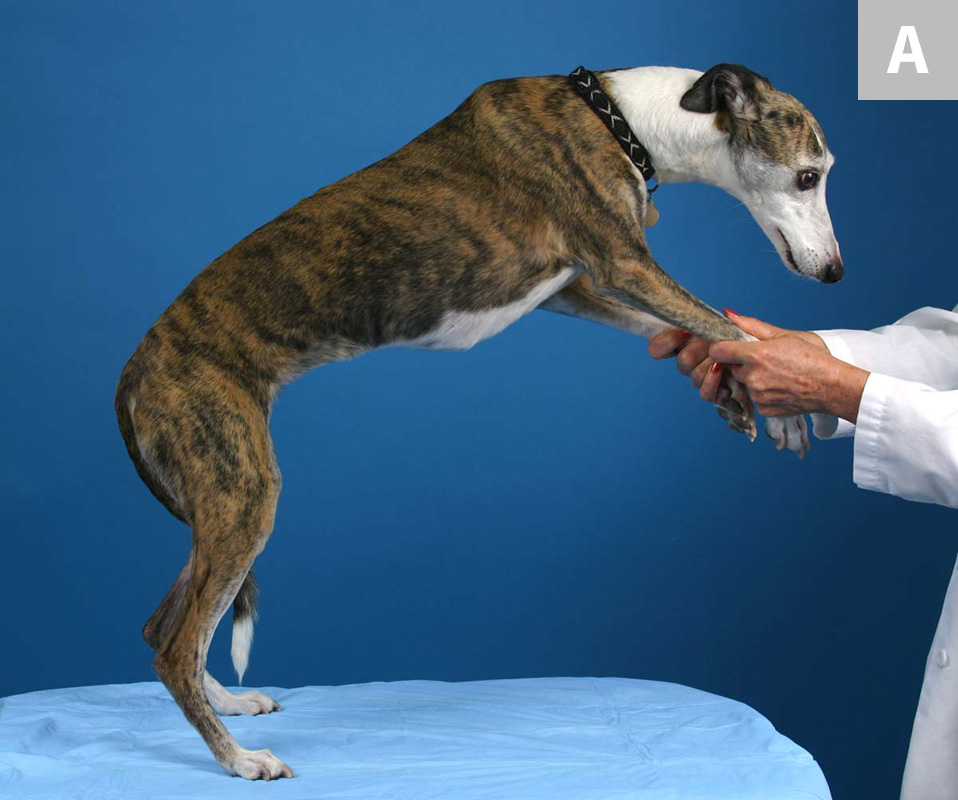 Step-by-Step: The Neurologic Examination | Clinician's Brief