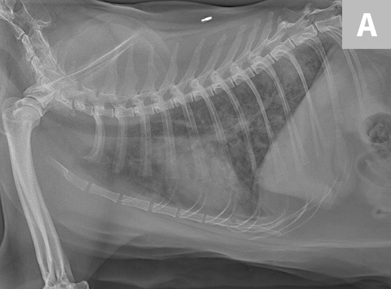 Lameness & Osteomyelitis in a Cat | Clinician's Brief