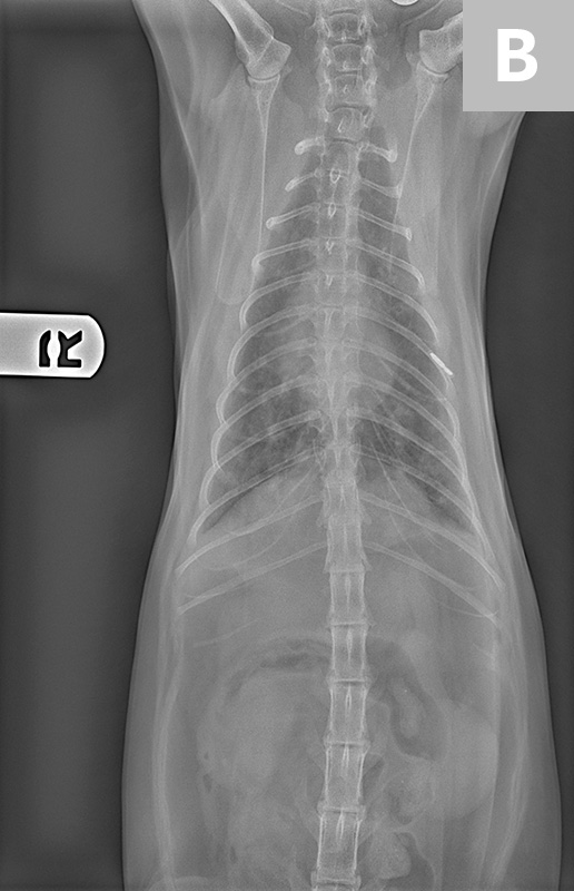 Lameness & Osteomyelitis in a Cat | Clinician's Brief