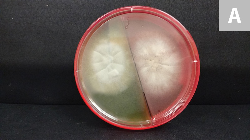 Fungal Cultures | Clinician's Brief