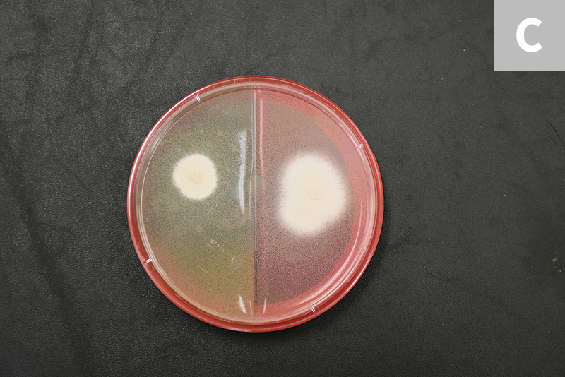 Fungal Cultures | Clinician's Brief