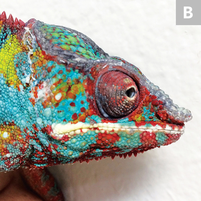 Vitamin A Deficiency in Insectivorous Lizards | Clinician's Brief