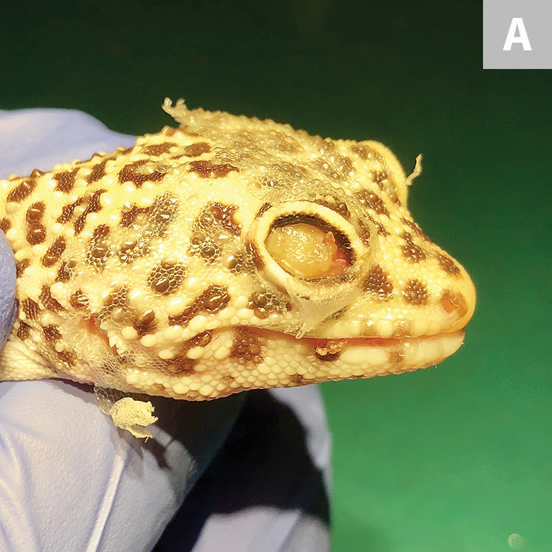 Vitamin A Deficiency in Insectivorous Lizards | Clinician's Brief