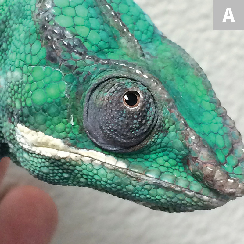 Vitamin A Deficiency in Insectivorous Lizards | Clinician's Brief