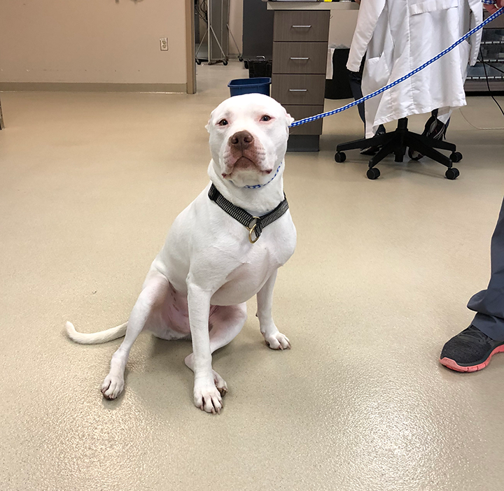 Top 5 Signs to Watch for During an Orthopedic Examination | Clinician's ...