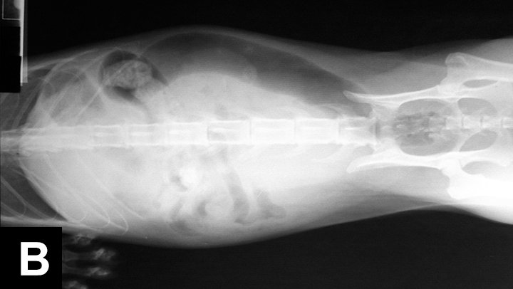 Dysuria in a Cat: Could It Be More? | Clinician's Brief