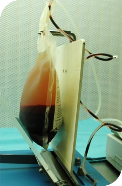 Blood Transfusion in Dogs | Clinician's Brief