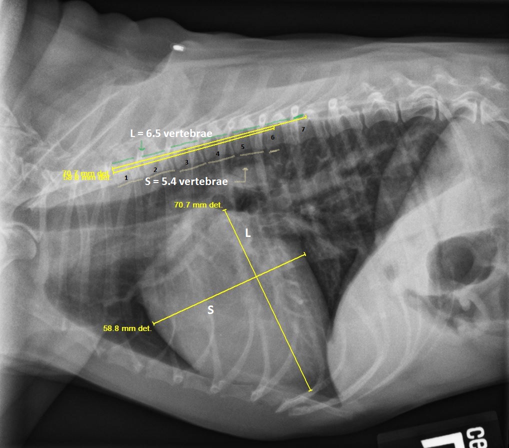 Quiz: Calculate the Vertebral Heart Scale | Clinician's Brief