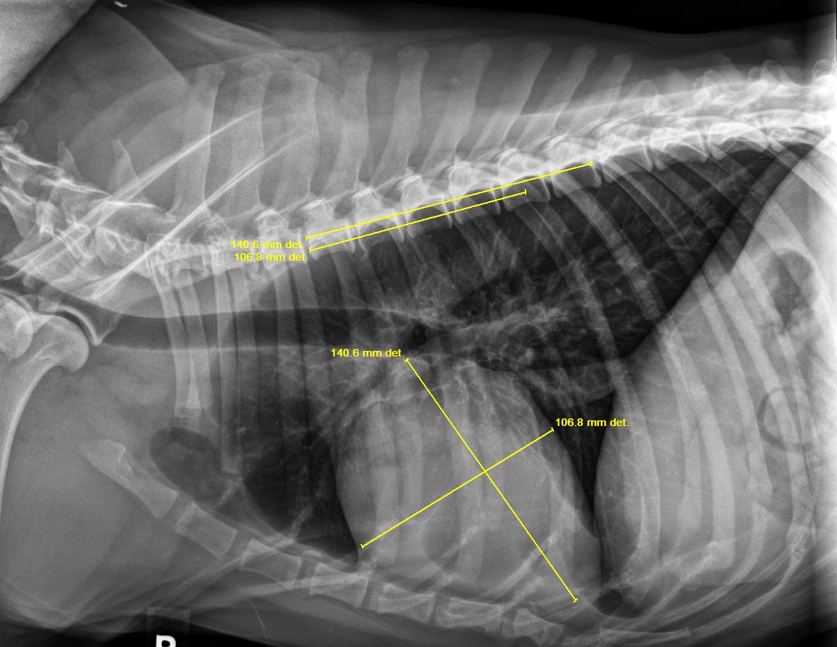 Quiz: Calculate the Vertebral Heart Scale | Clinician's Brief