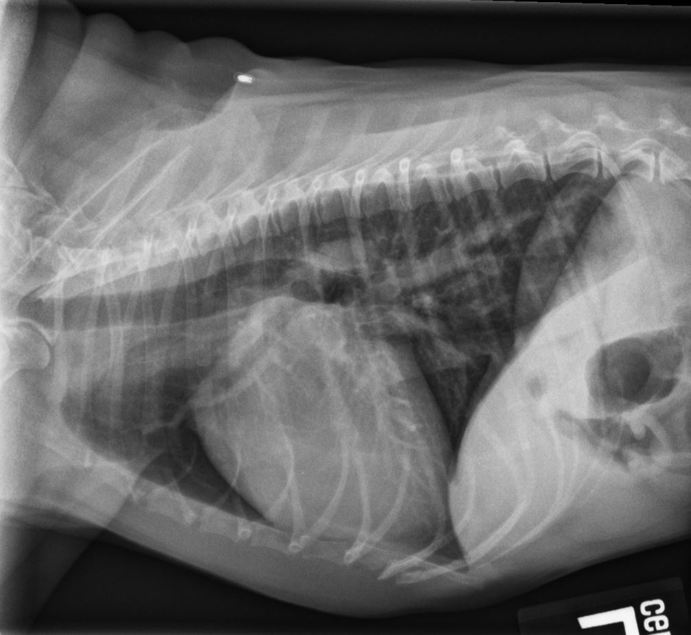 Quiz: Calculate the Vertebral Heart Scale | Clinician's Brief