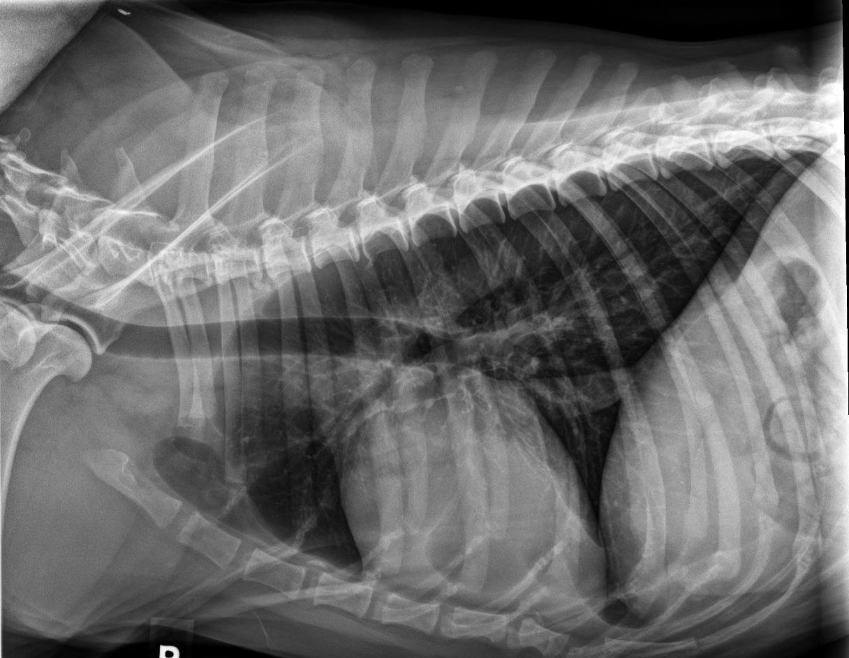 Quiz: Calculate the Vertebral Heart Scale | Clinician's Brief