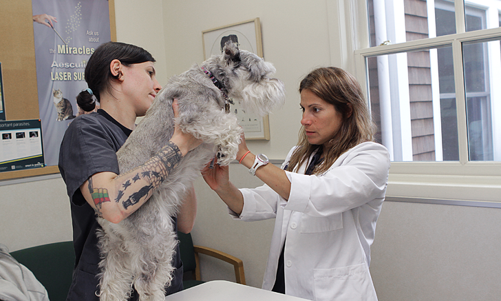 Veterinary Breakroom: What Do Vet Techs Want You to Know? | Clinician's ...