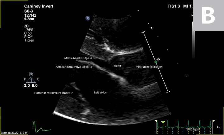 Subclinical Subaortic Stenosis in a Golden Retriever | Clinician's Brief