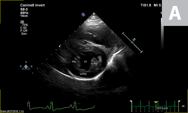 Subclinical Subaortic Stenosis in a Golden Retriever | Clinician's Brief