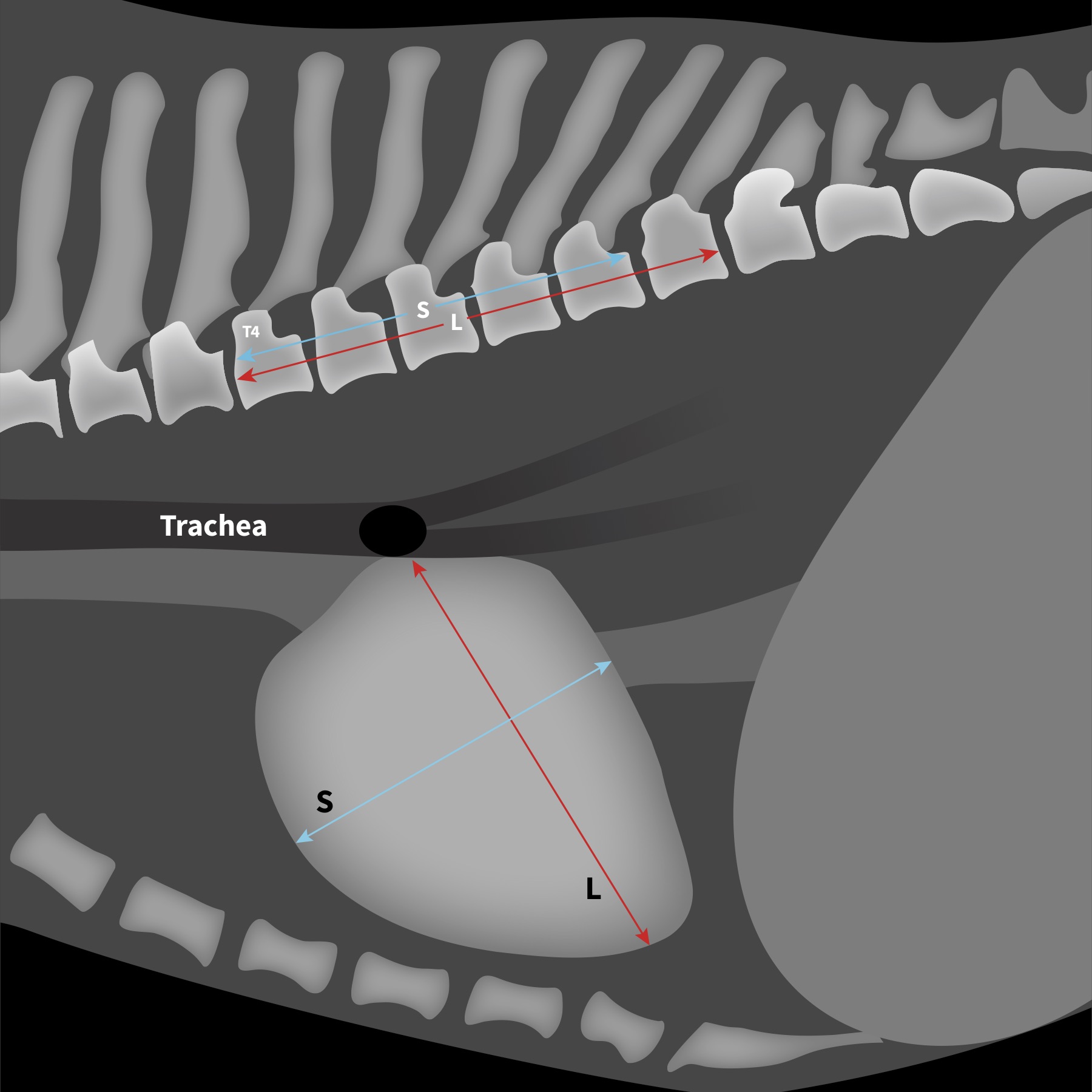 Quiz: Calculate the Vertebral Heart Scale | Clinician's Brief