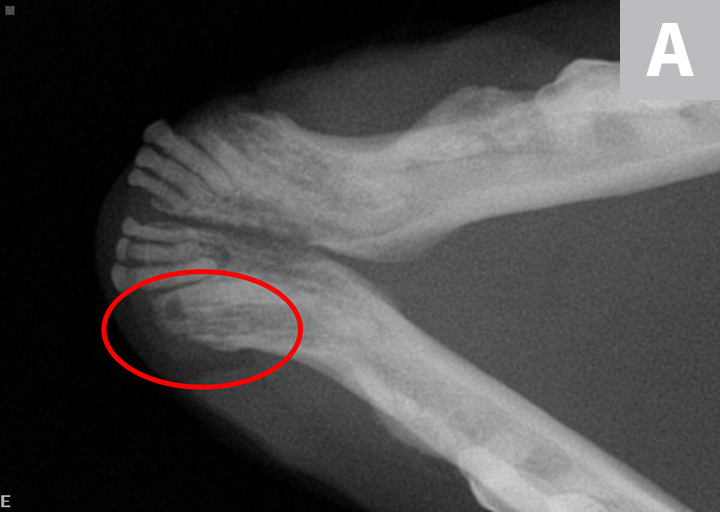 Treating Tooth Resorption in Cats | Clinician's Brief