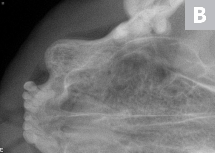 Treating Tooth Resorption in Cats | Clinician's Brief