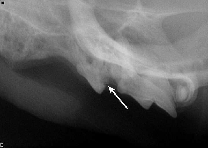 Treating Tooth Resorption in Cats | Clinician's Brief