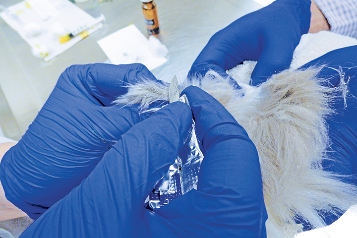 Ectoparasites in Rabbits | Clinician's Brief