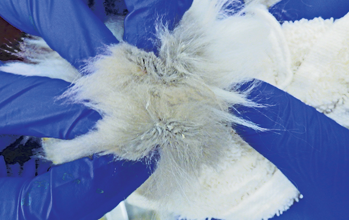 Ectoparasites in Rabbits | Clinician's Brief