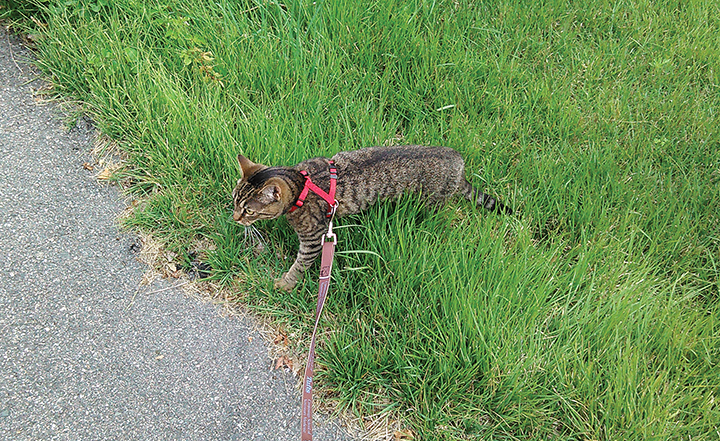 Physical Activity Programs for Cats | Clinician's Brief
