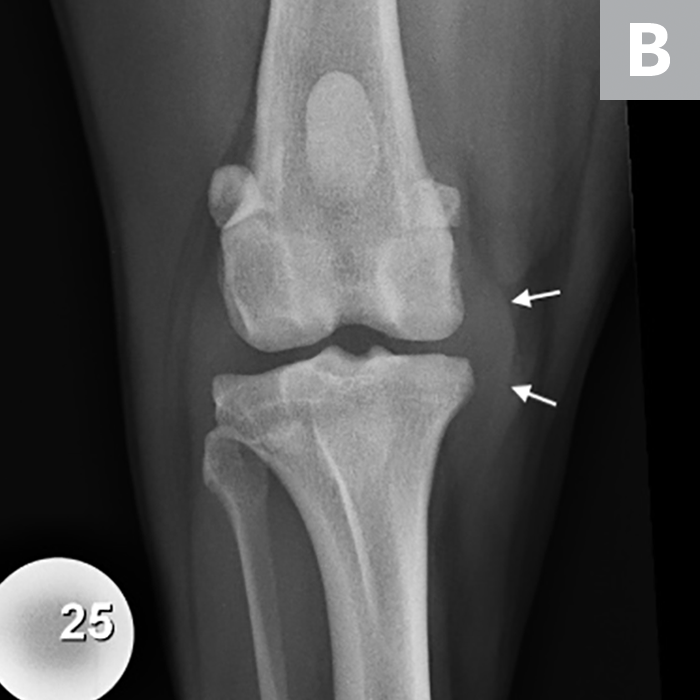 Image Quiz: Abnormal Canine Stifle Radiographs | Clinician's Brief