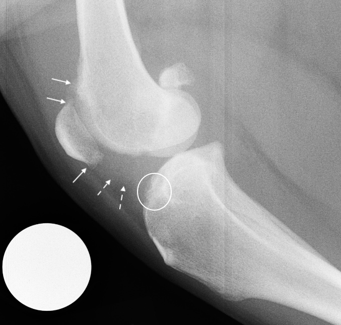 Image Quiz: Abnormal Canine Stifle Radiographs | Clinician's Brief