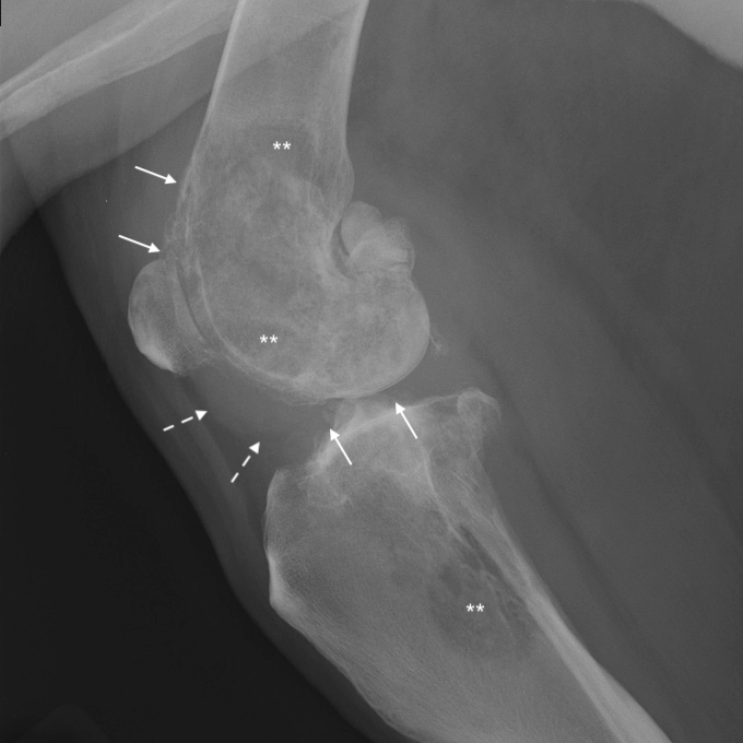 Image Quiz: Abnormal Canine Stifle Radiographs | Clinician's Brief