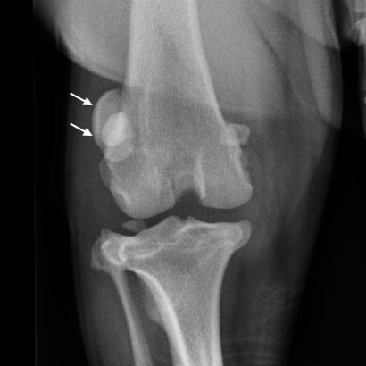 Image Quiz: Abnormal Canine Stifle Radiographs | Clinician's Brief