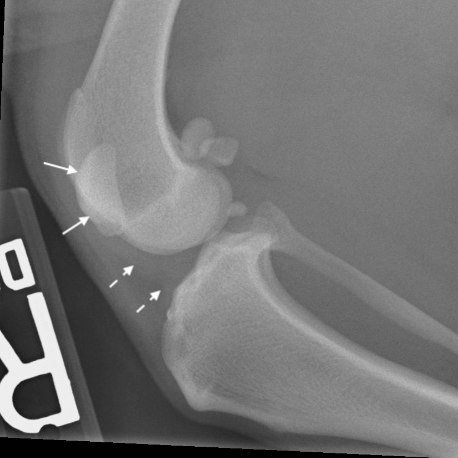 Image Quiz: Abnormal Canine Stifle Radiographs | Clinician's Brief