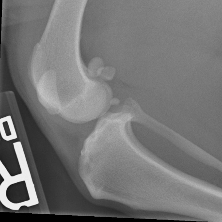 Image Quiz: Abnormal Canine Stifle Radiographs | Clinician's Brief