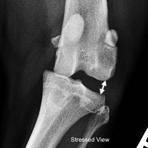 Image Quiz: Abnormal Canine Stifle Radiographs | Clinician's Brief