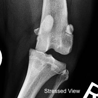 Image Quiz: Abnormal Canine Stifle Radiographs | Clinician's Brief