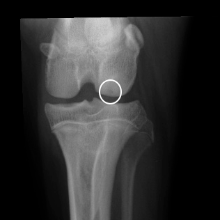 Image Quiz: Abnormal Canine Stifle Radiographs | Clinician's Brief