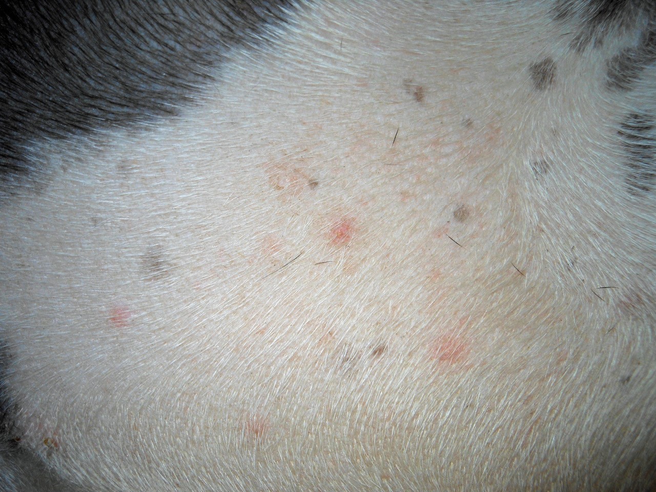 Image Gallery: Primary Skin Lesions | Clinician's Brief