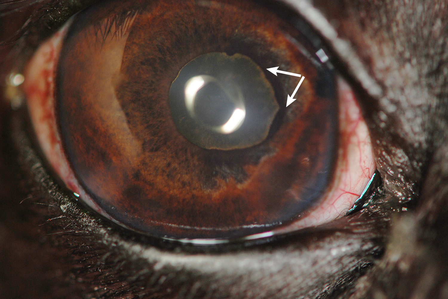 Cloudy Eye in a Labrador Retriever | Clinician's Brief