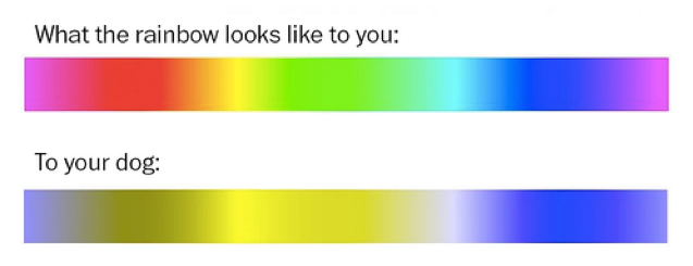 Dog Vision Vs Human Vision