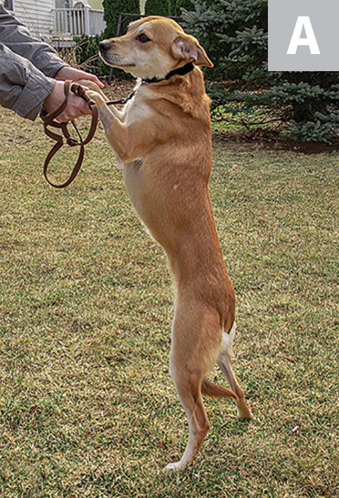 Top 5 Postoperative Orthopedic Rehabilitation Considerations ...