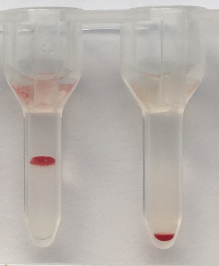 Blood Compatibility in Cats | Clinician's Brief