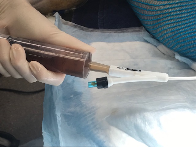 Guide to Urinary Catheter Placement in Dogs | Clinician's Brief