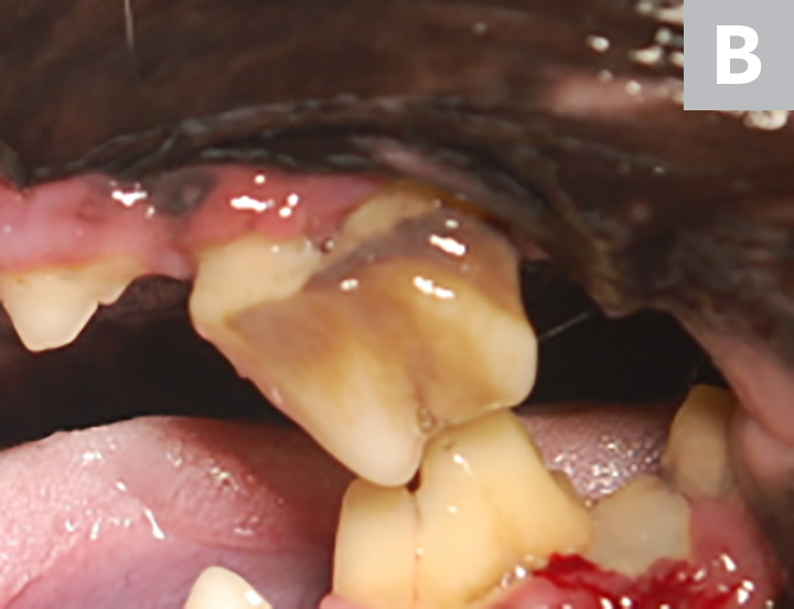 Treating Fractured Teeth in a Dog | Clinician's Brief